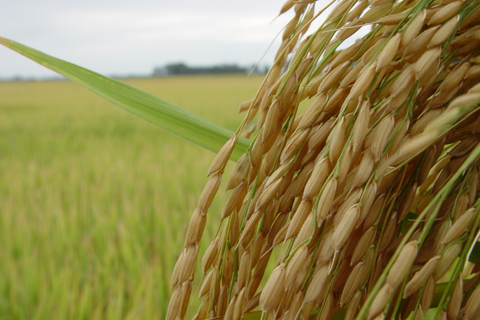 Setor arrozeiro prevê estabilidade de preços