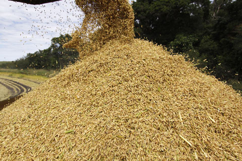 Arrozeiro terá R$ 30 milhões para comercialização da safra